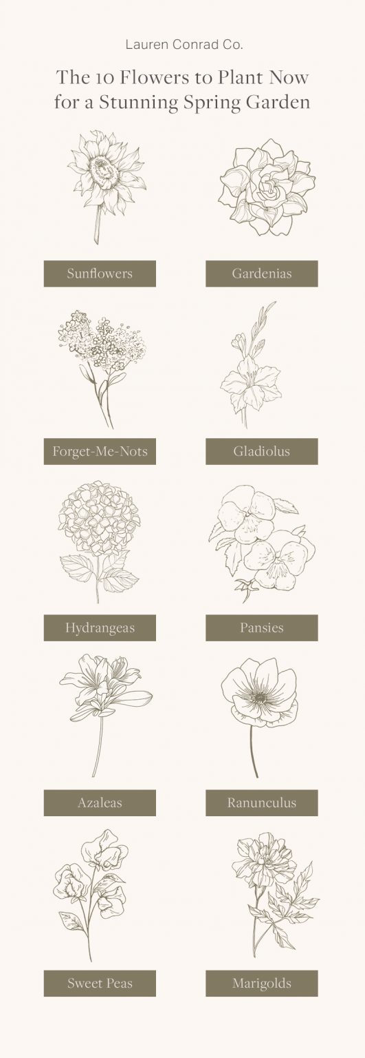 10 Flowers to Plant Now For a Stunning Spring Garden - Lauren Conrad